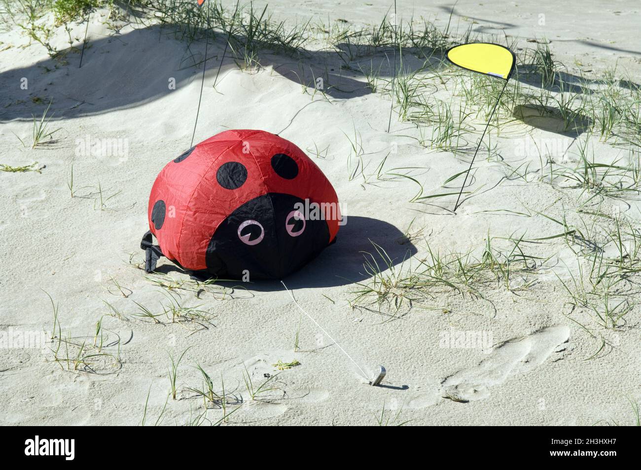 Ladybug flying not wing hi-res stock photography and images - Alamy