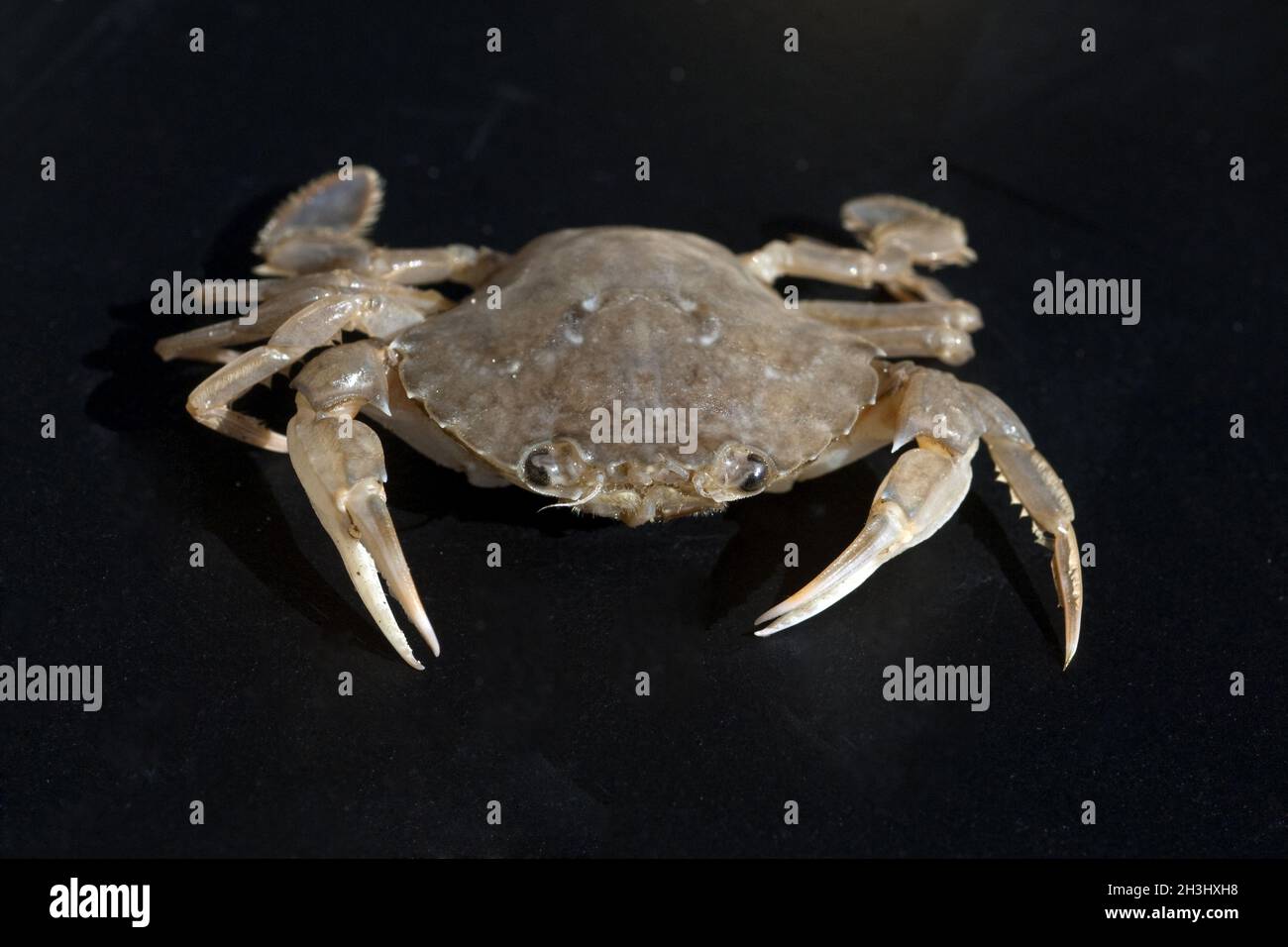 Crab shots hi-res stock photography and images - Alamy