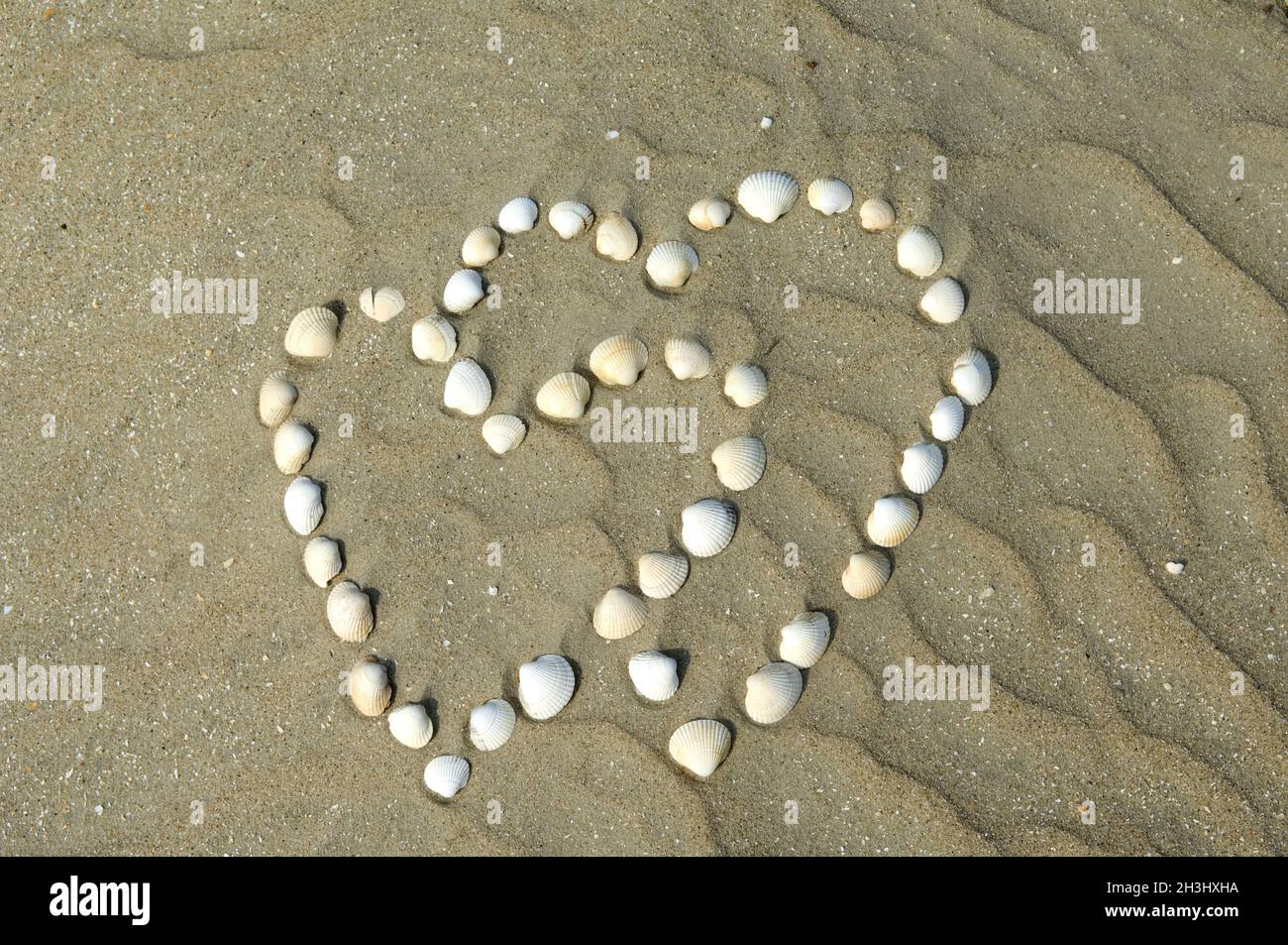 Mussel heart, cockle, Cerastoderma, edule Stock Photo - Alamy