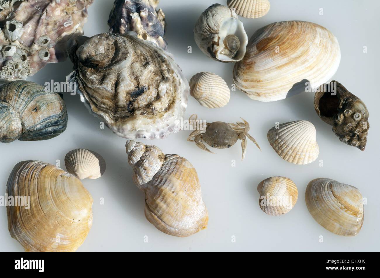Sea snails; mussels Stock Photo - Alamy