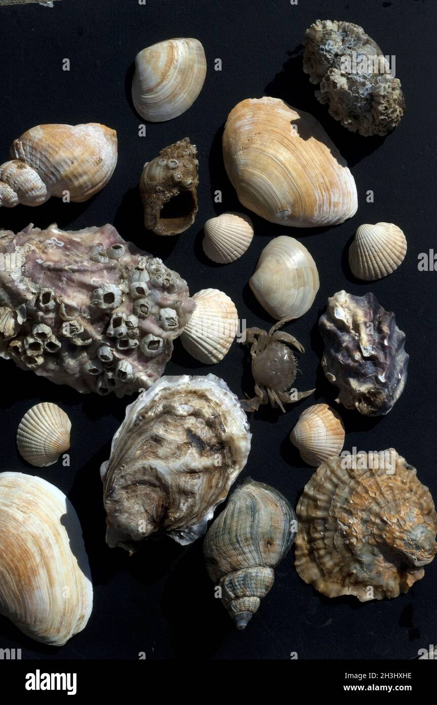 Sea snails; mussels Stock Photo - Alamy