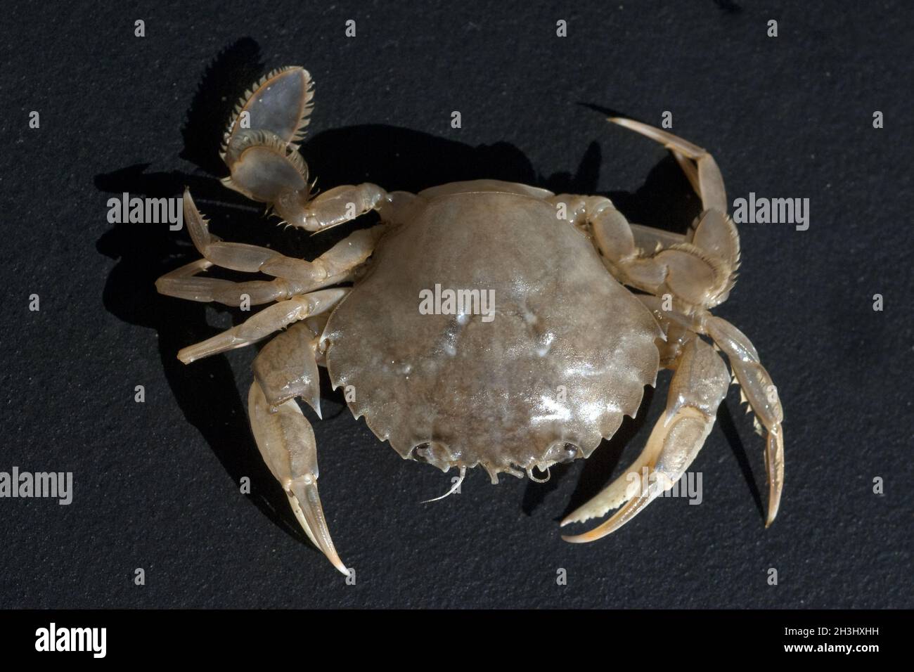 Short tailed crab hi-res stock photography and images - Alamy