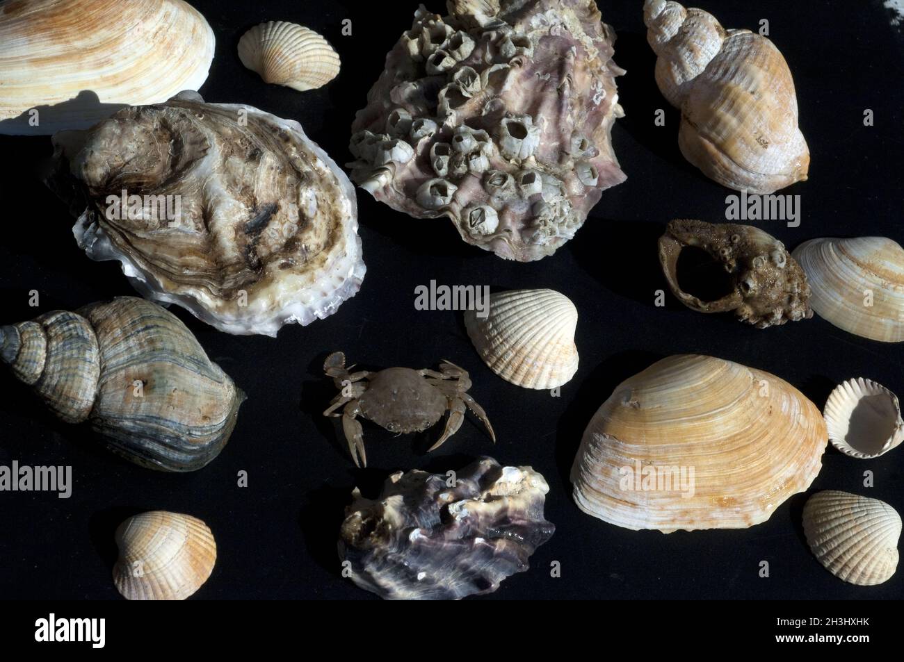 Sea snails; mussels Stock Photo - Alamy