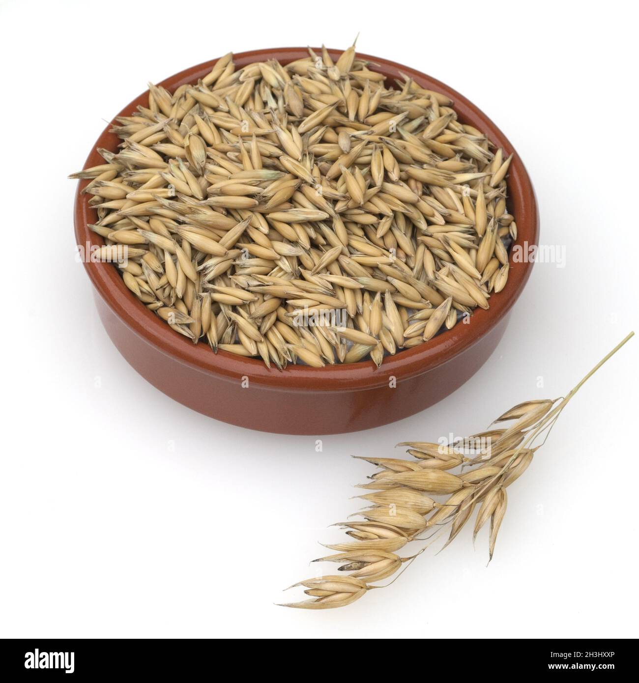 Oats; Avena, sativa; oat grain Stock Photo - Alamy