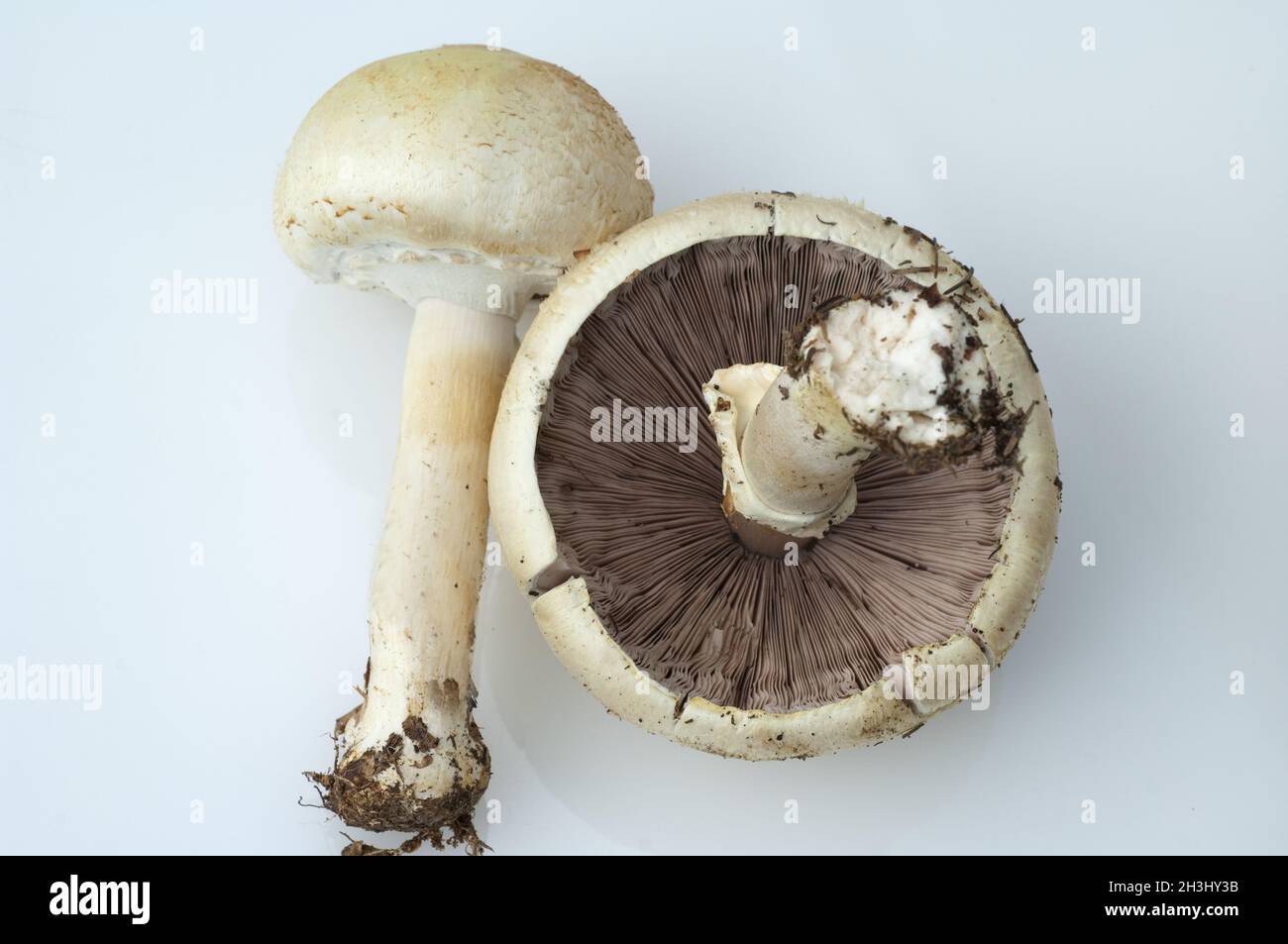 Waldchampignon, Wald-Champignon, Agaricus, silvaticus Stock Photo - Alamy