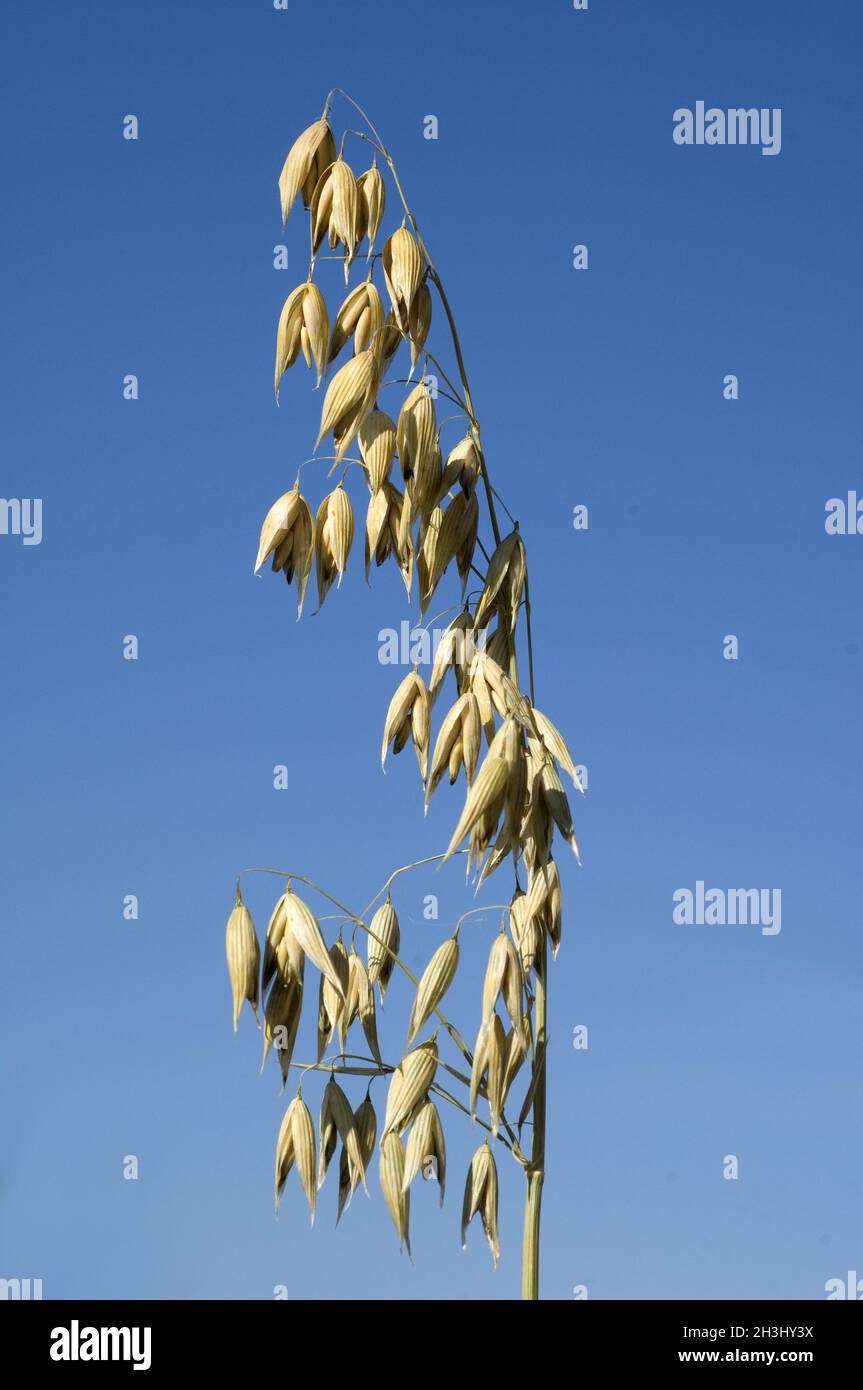 Oats; Avena, sativa; oat grain Stock Photo - Alamy