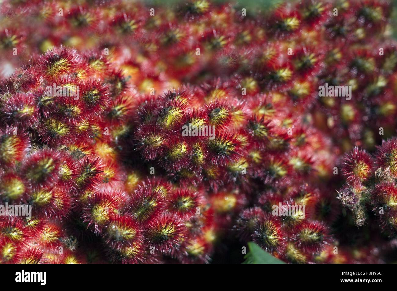 Vinegar tree flower, vinegar tree; Rhus; hirta Stock Photo - Alamy