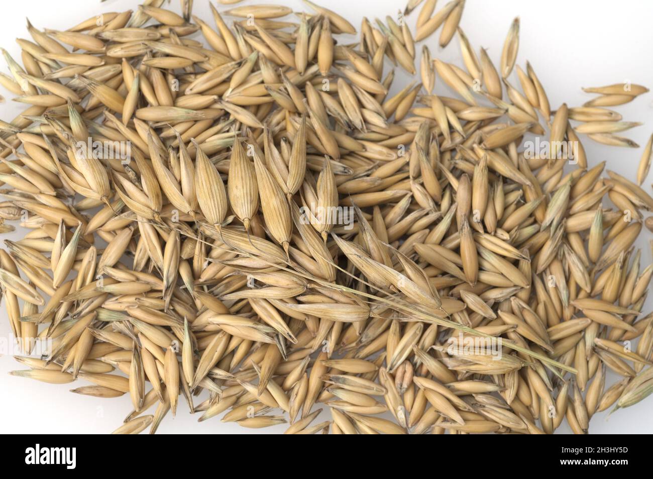 Oat plants avena sativa hi-res stock photography and images - Alamy