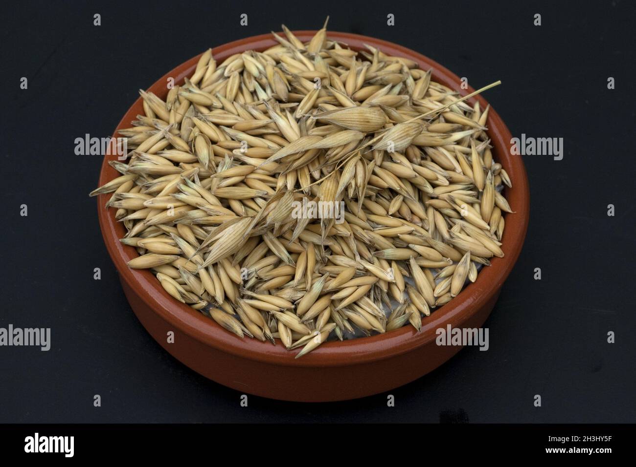 Oats; Avena, sativa; oat grain Stock Photo - Alamy