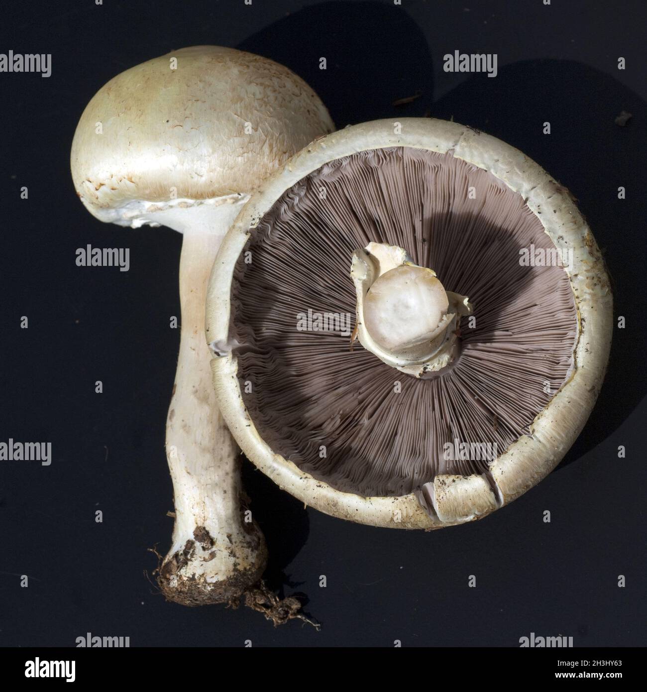 Waldchampignon, Wald-Champignon, Agaricus, silvaticus Stock Photo - Alamy