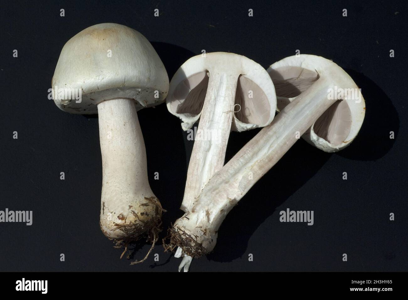 Waldchampignon, Wald-Champignon, Agaricus, silvaticus Stock Photo - Alamy