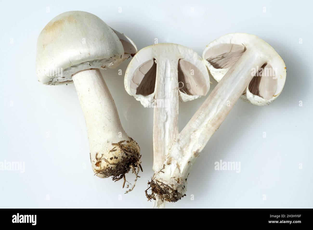 Waldchampignon, Wald-Champignon, Agaricus, silvaticus Stock Photo - Alamy