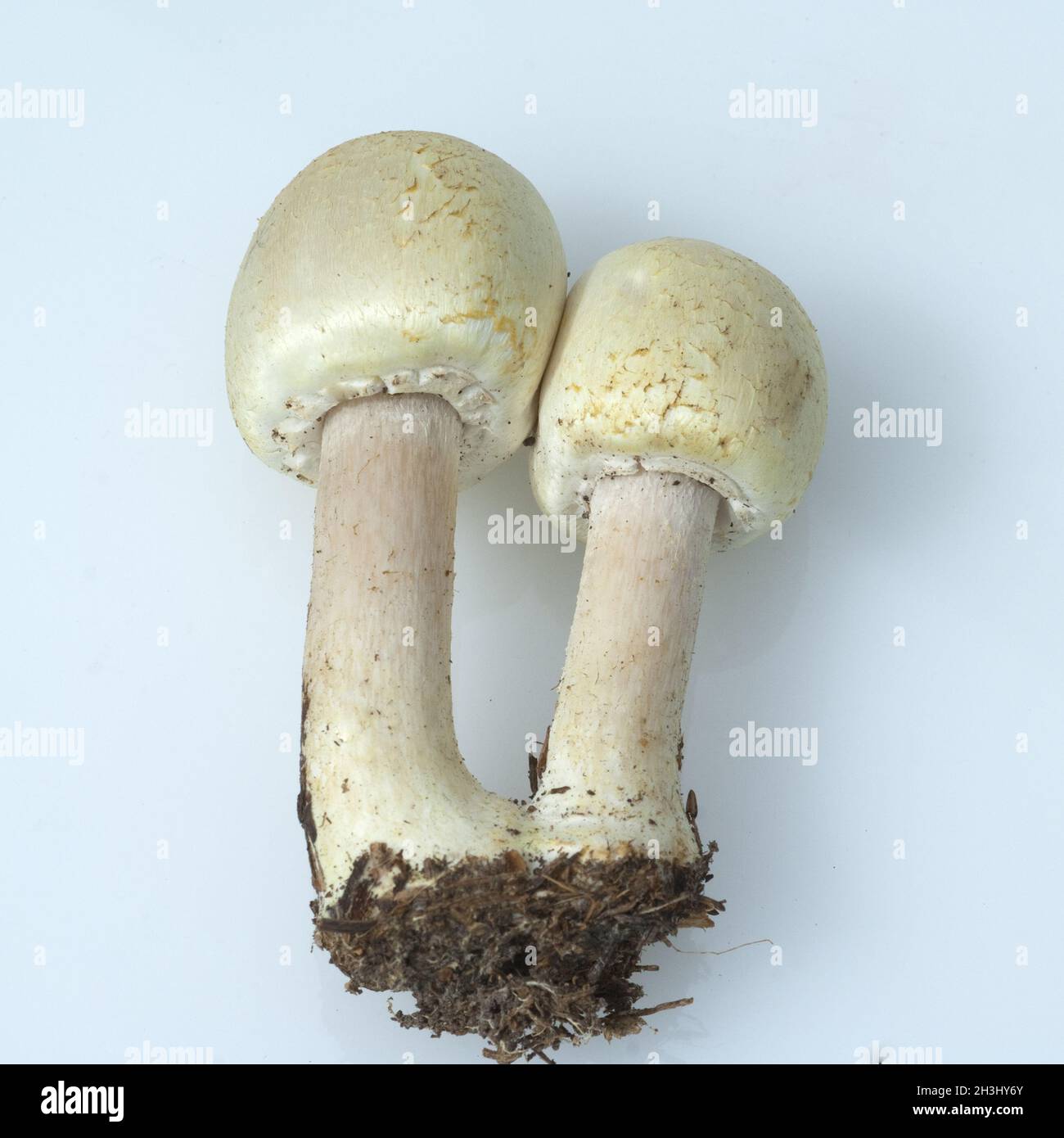 Waldchampignon, Wald-Champignon, Agaricus, silvaticus Stock Photo - Alamy