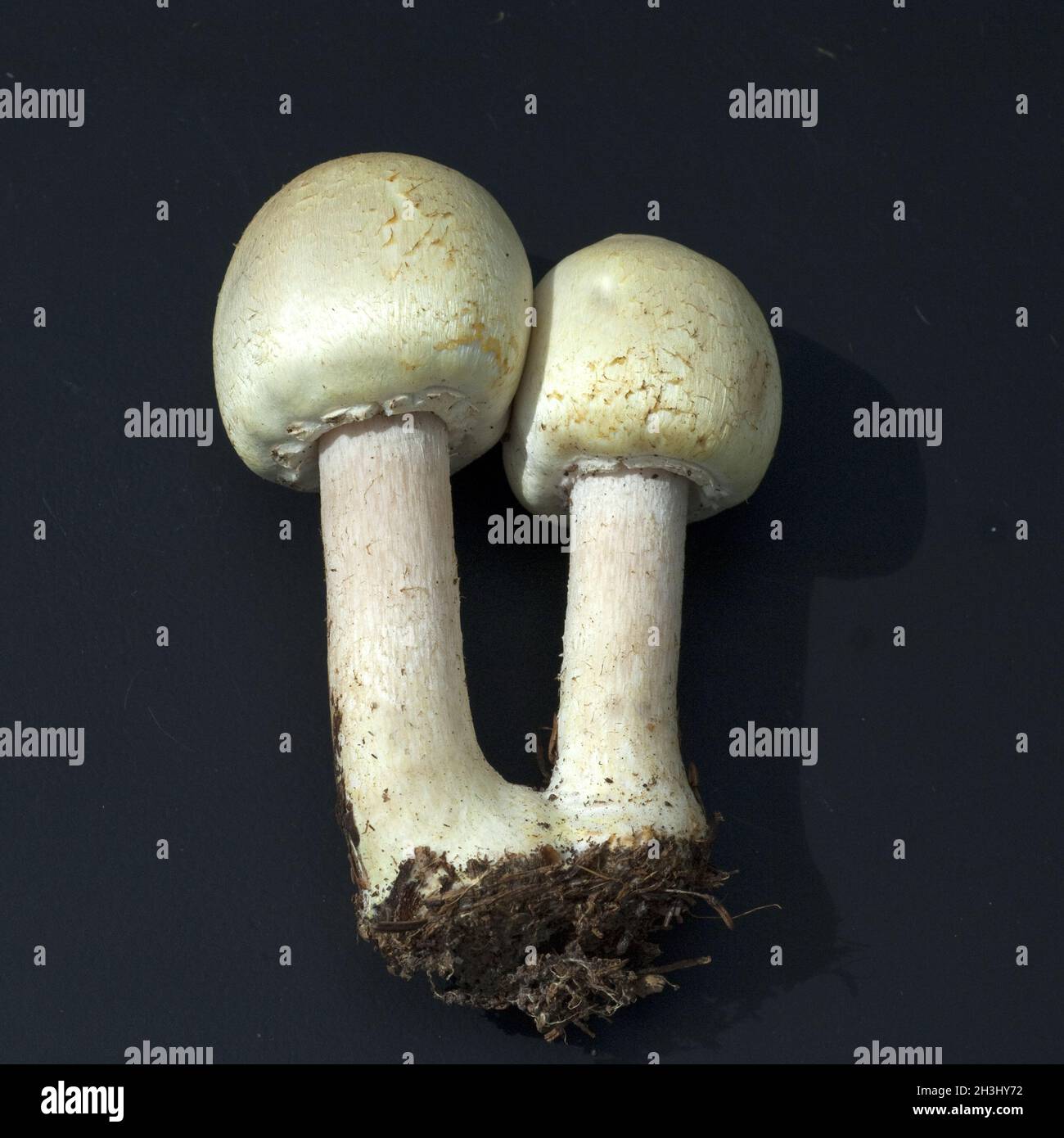 Waldchampignon, Wald-Champignon, Agaricus, silvaticus Stock Photo - Alamy