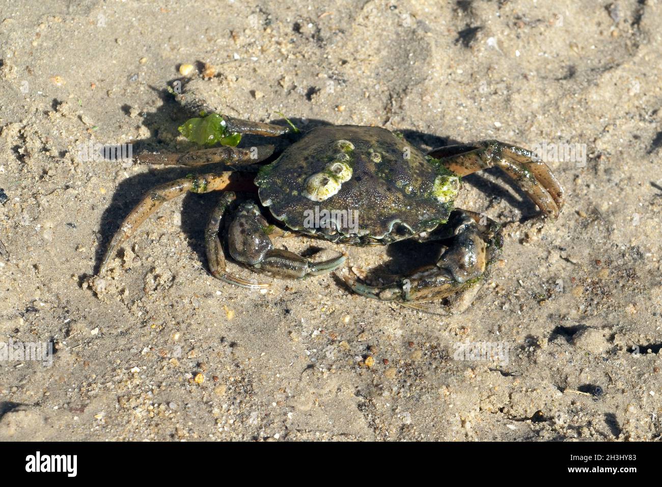 Short tailed crab hi-res stock photography and images - Alamy