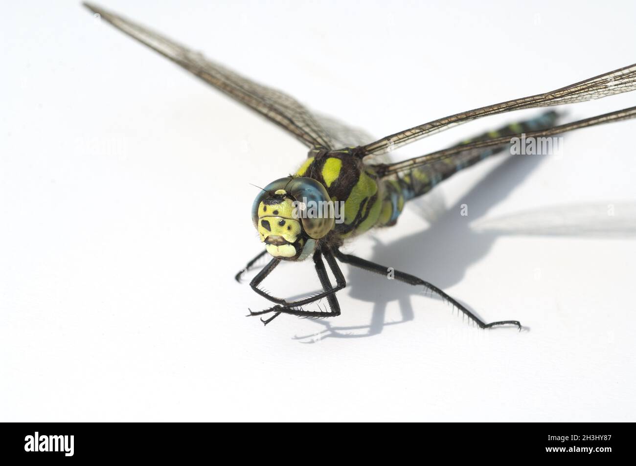 Compound eyes, mosaic dragonfly Stock Photo - Alamy