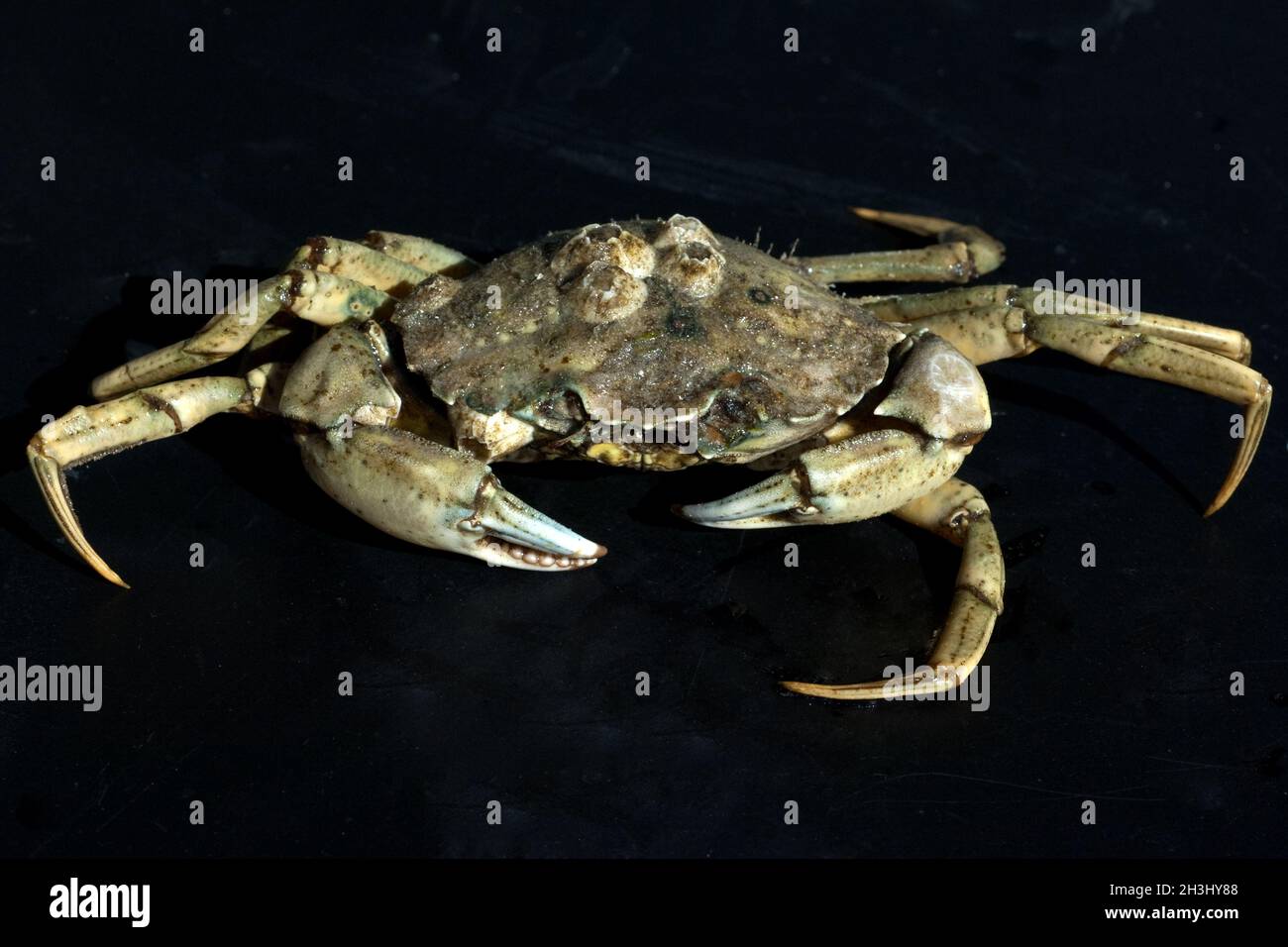 Crabs, Brachyura, short-tailed crabs Stock Photo - Alamy