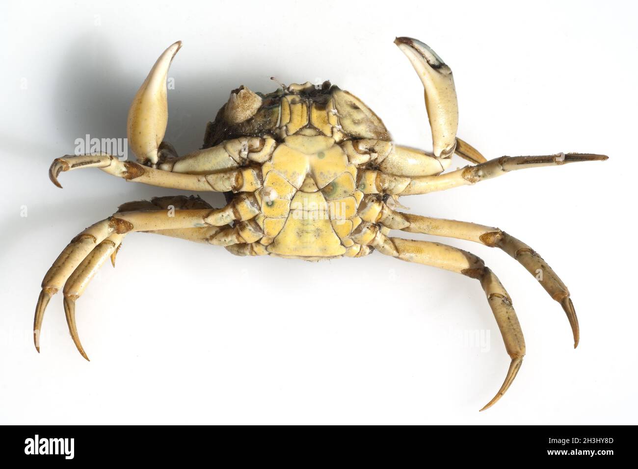Short tailed crabs hi-res stock photography and images - Alamy