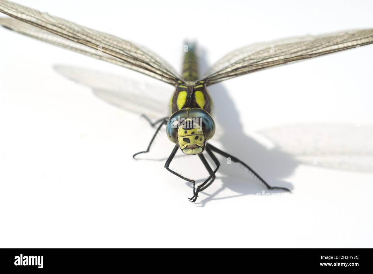 Compound eyes, mosaic dragonfly Stock Photo - Alamy