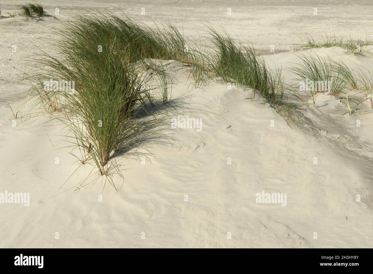 Sand structure, beach grass, Ammophila Stock Photo - Alamy
