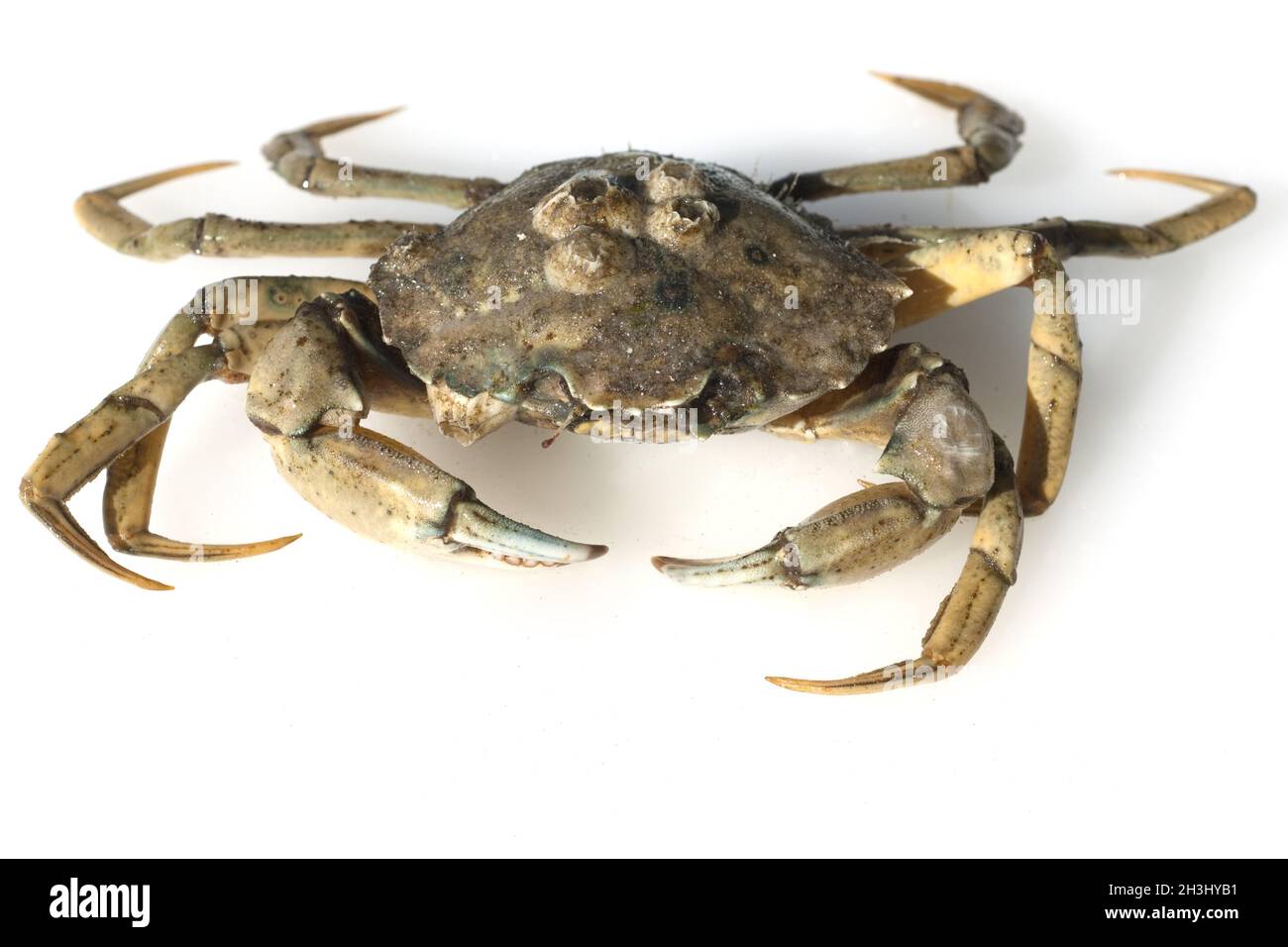 The short north Cut Out Stock Images & Pictures - Alamy