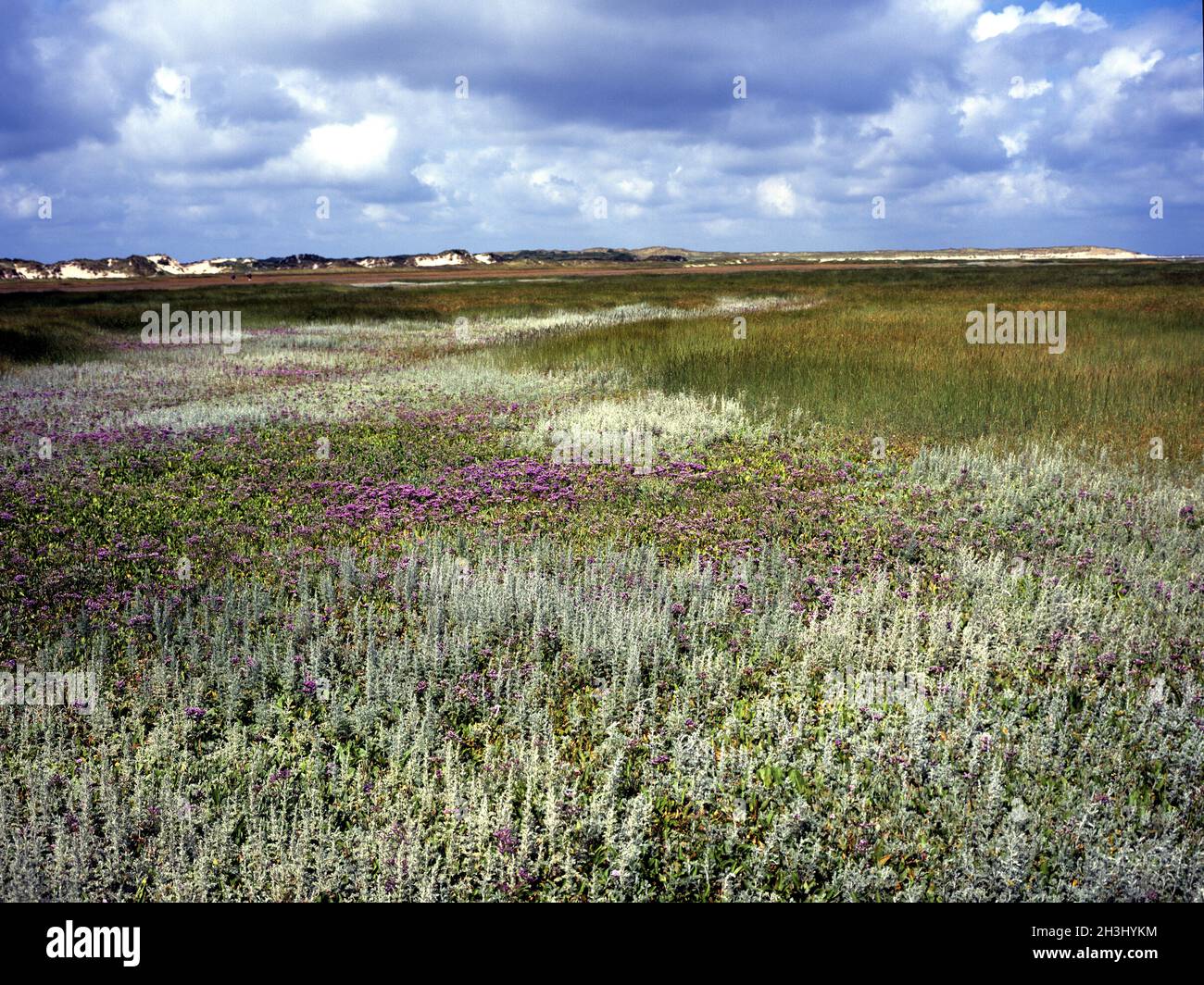 Marshes and salt meadows hi-res stock photography and images - Alamy