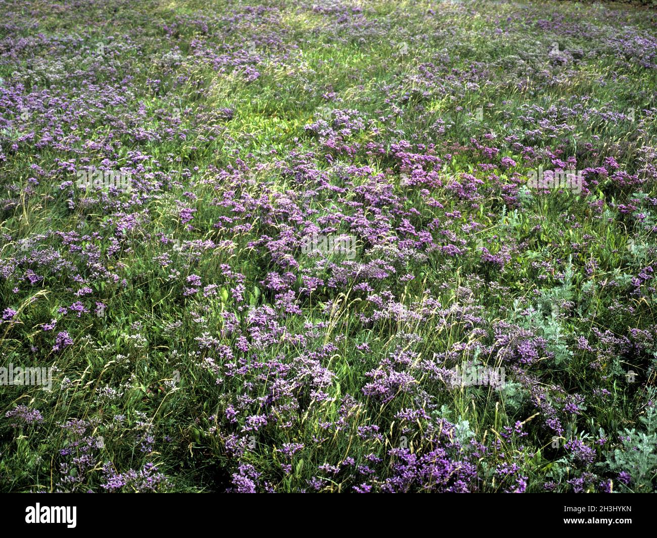 Beach lilac; salt marsh Stock Photo - Alamy
