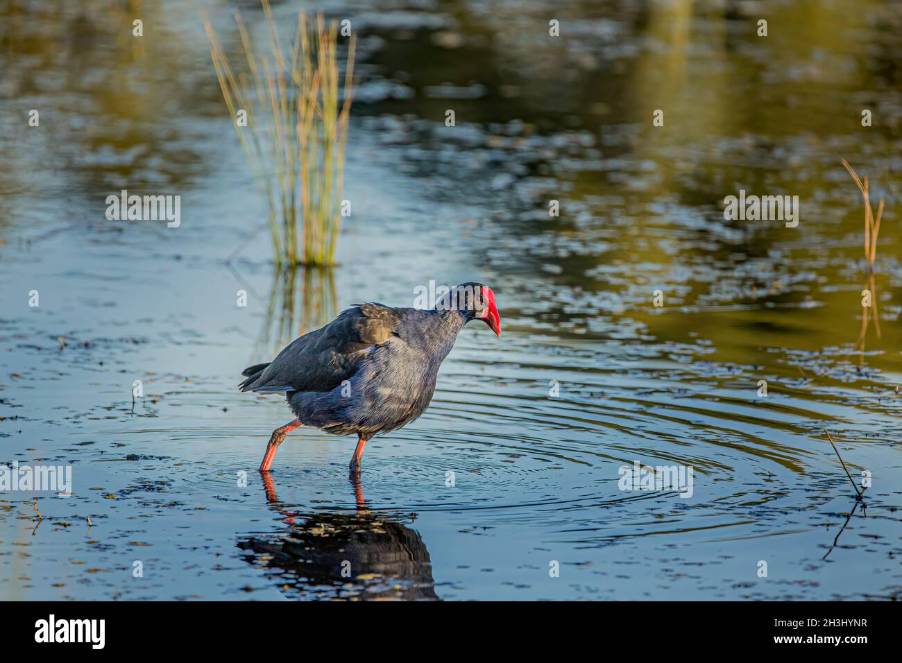 Purple Swamp-hen Bird walking in water lake Stock Photo - Alamy