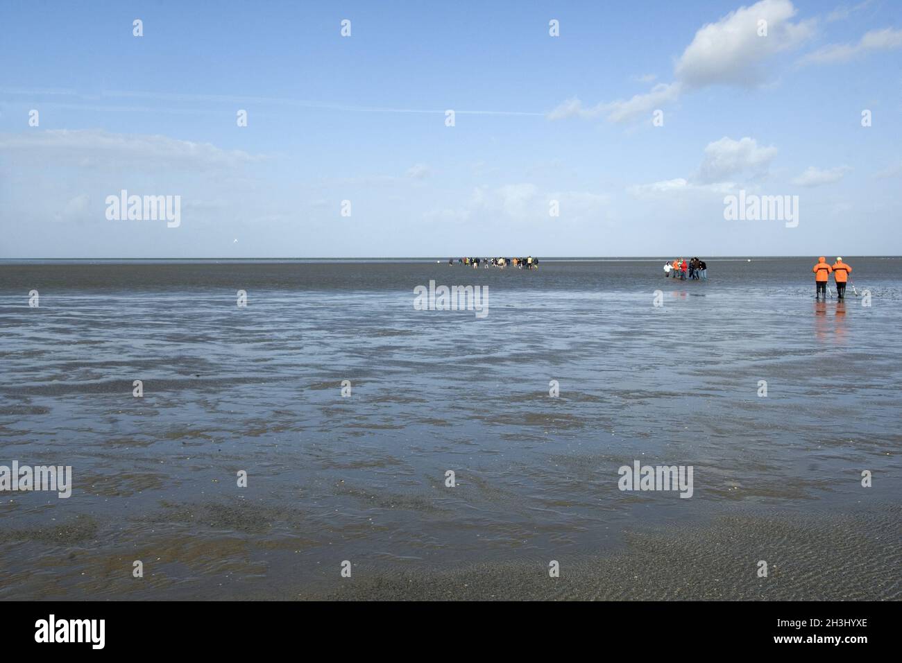 Mudflat walk, Wadden Sea, North Sea coast Stock Photo - Alamy