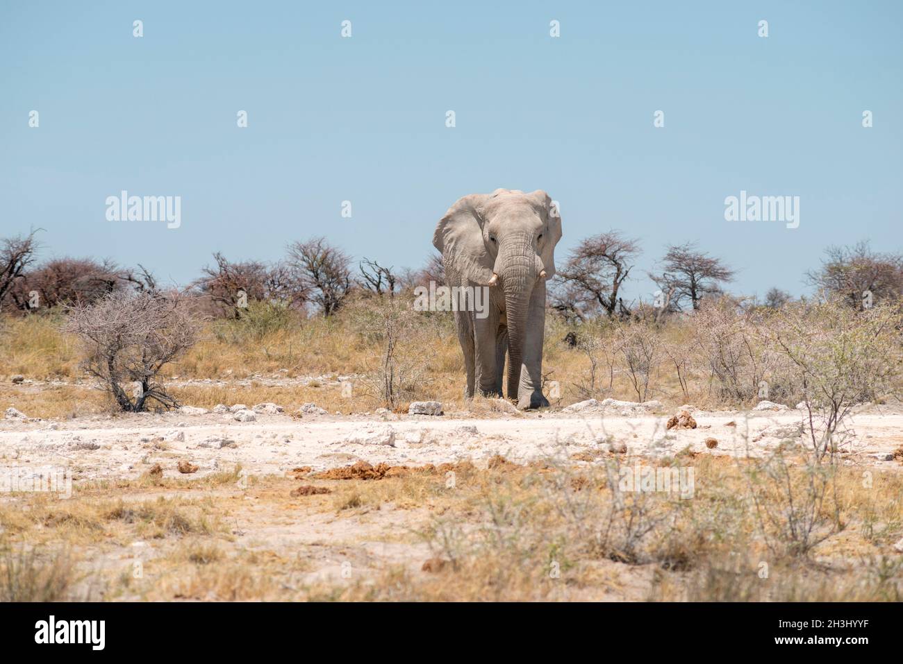 wild elephant in desert of Namibia by sunny day Stock Photo - Alamy