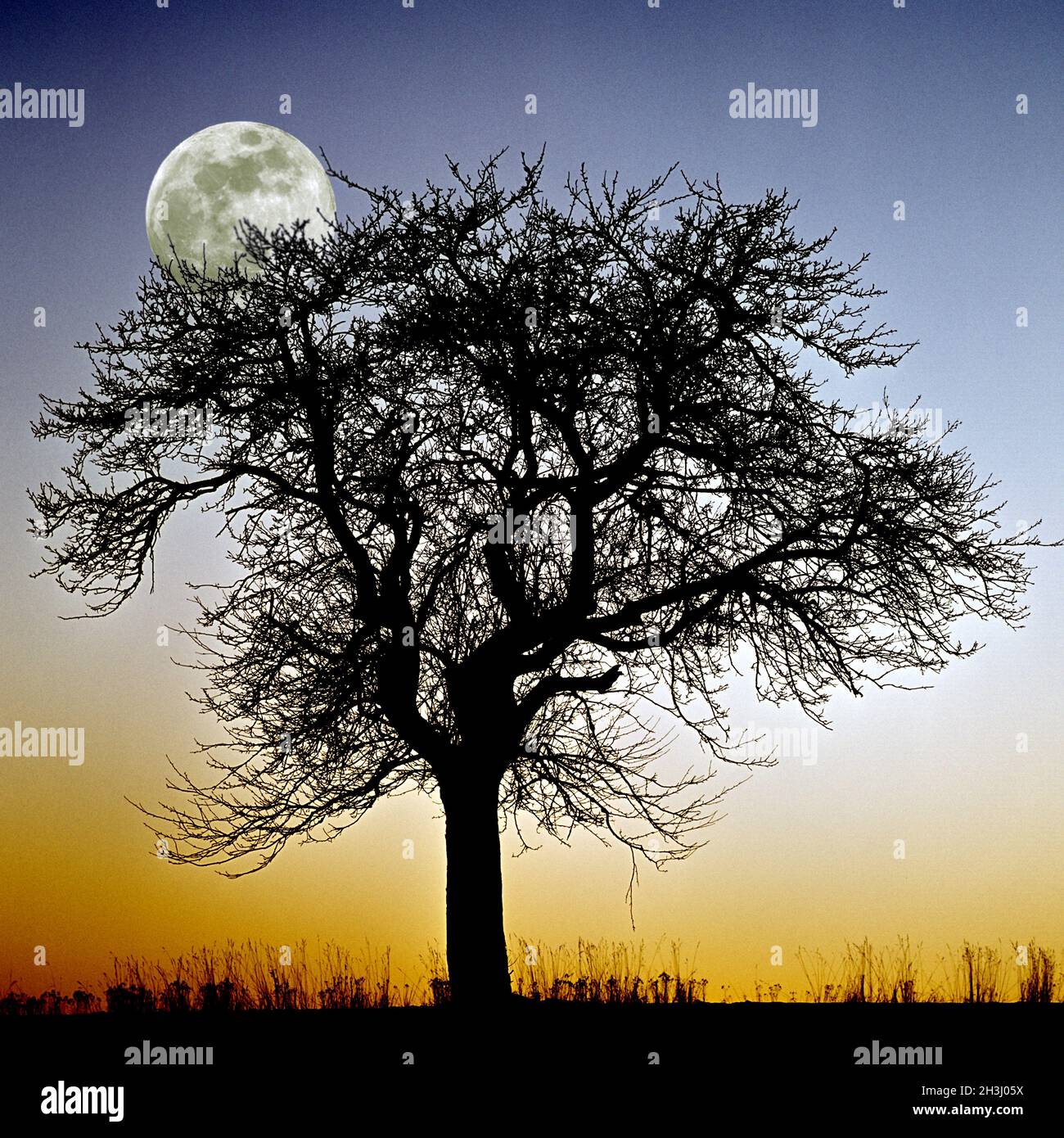 Full Moon, Landscape, Tree Stock Photo - Alamy
