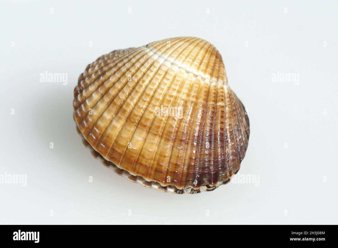 Cockle, Cerastoderma, edule Stock Photo - Alamy
