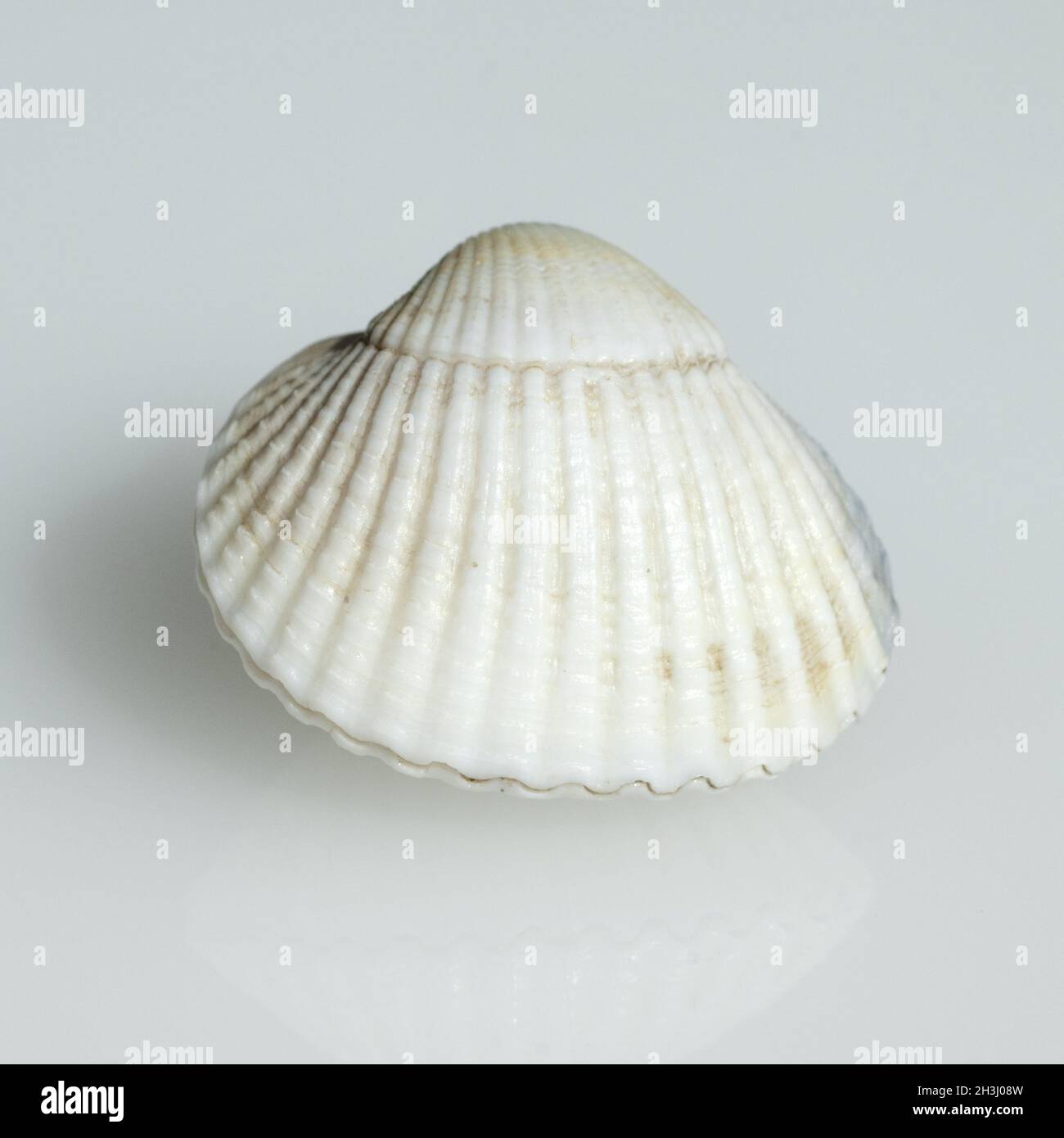 Cockle, Cerastoderma, edule Stock Photo - Alamy
