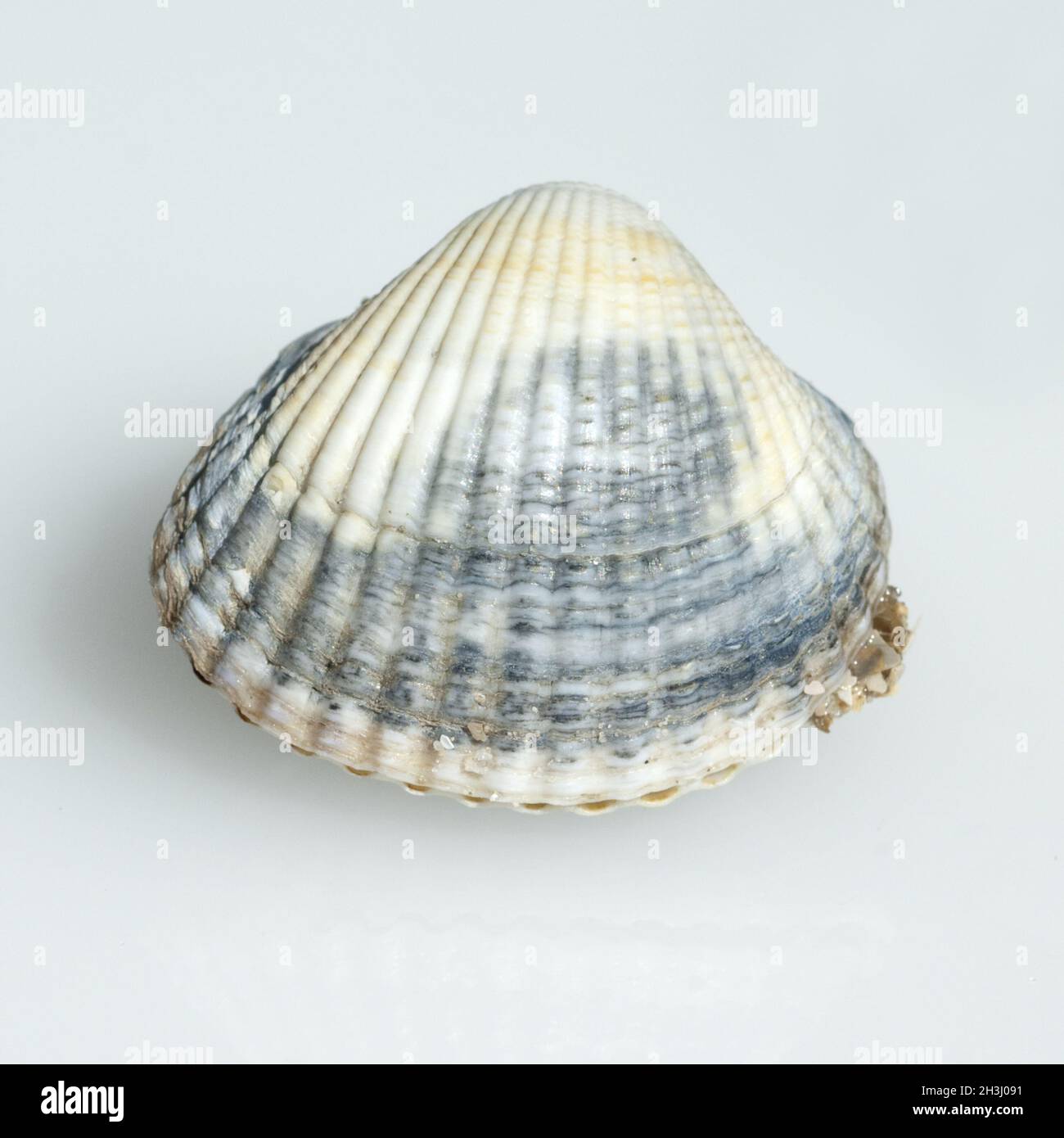 Cockle, Cerastoderma, edule Stock Photo - Alamy