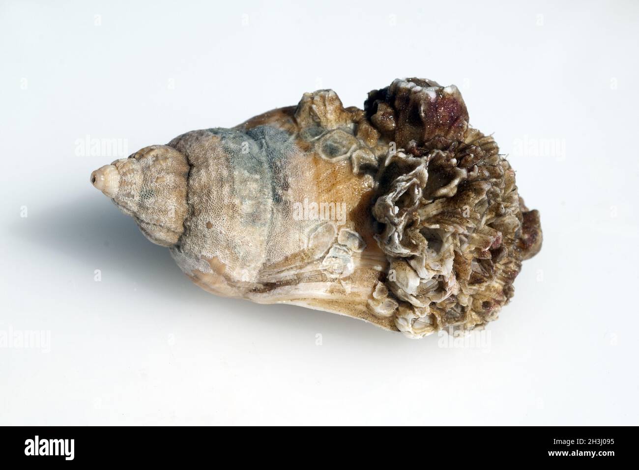 Undosa hi-res stock photography and images - Alamy