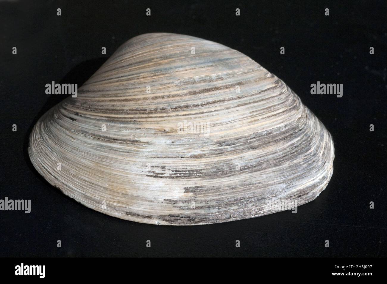 Seashells, annuals, annual rings Stock Photo - Alamy