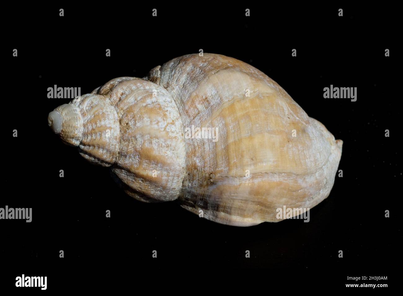 Undosa hi-res stock photography and images - Alamy