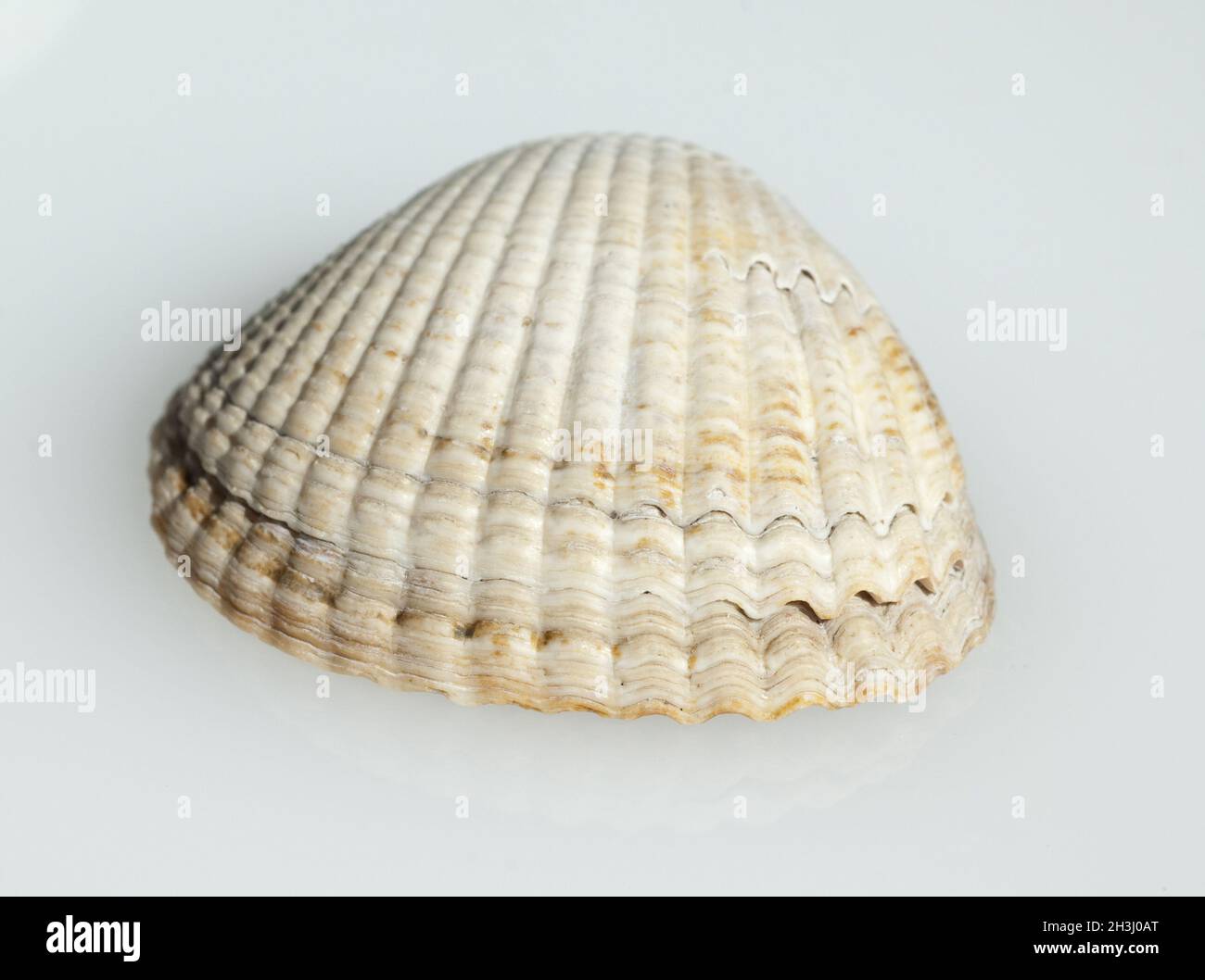 Cockle, Cerastoderma, edule Stock Photo - Alamy