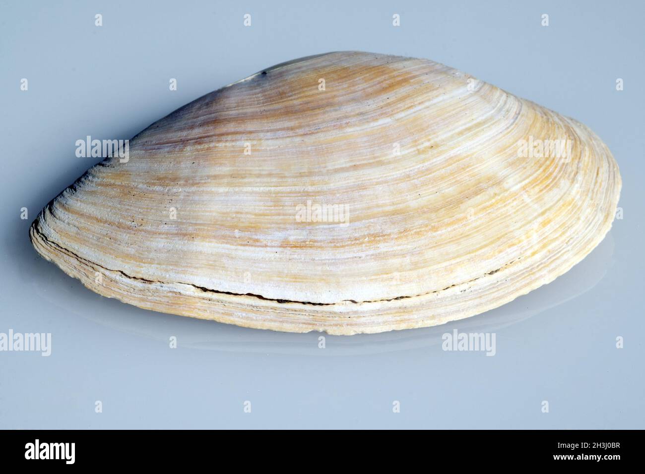 Ring of seashells hi-res stock photography and images - Alamy