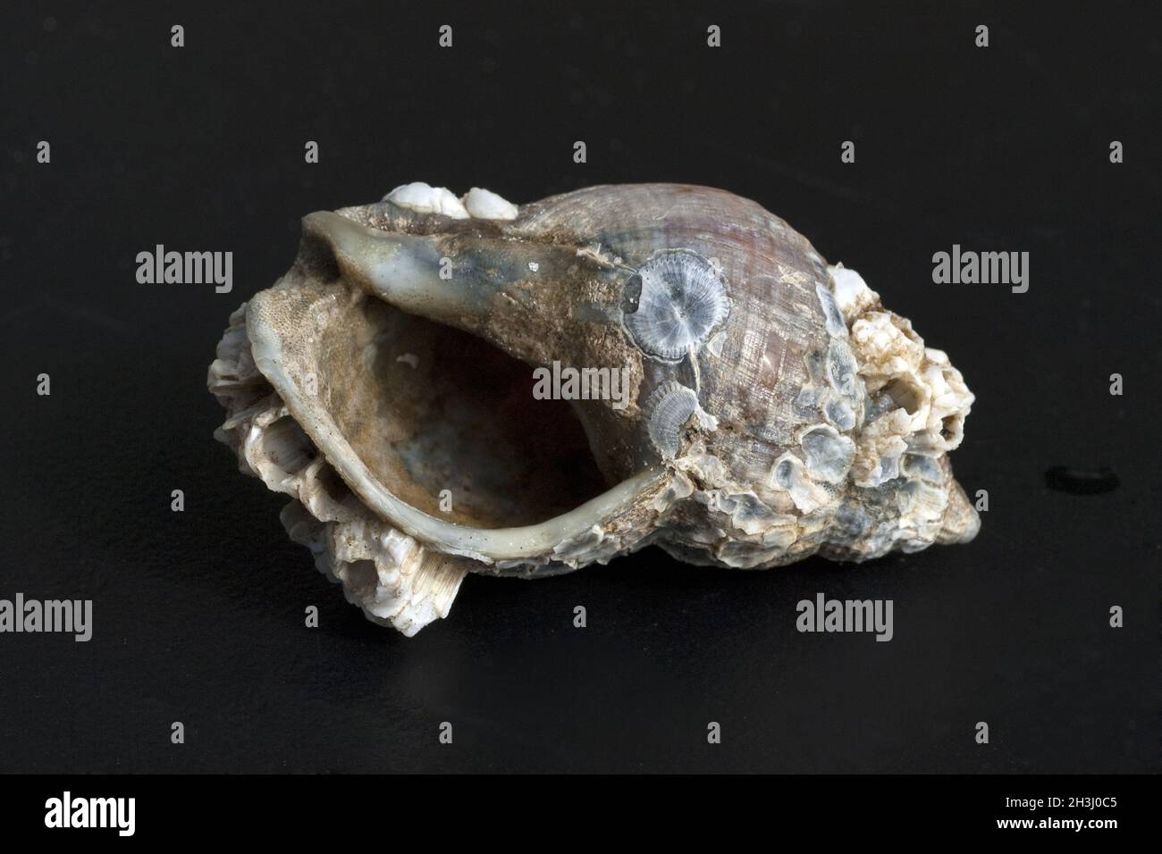 Free slugs and snails hi-res stock photography and images - Alamy