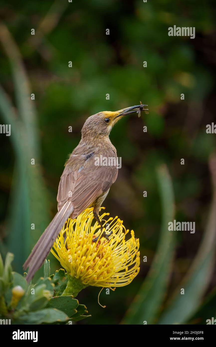 South african birds hi-res stock photography and images - Alamy