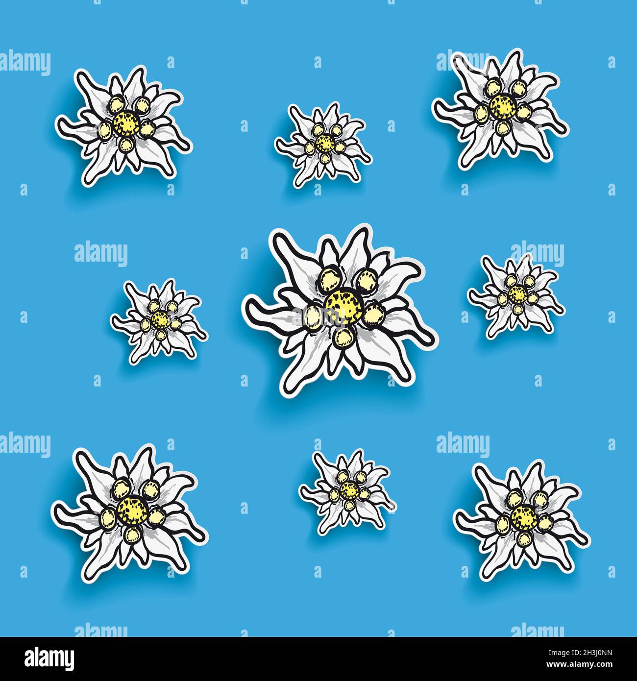 Edelweiss Paper Blue Background Stock Photo - Alamy