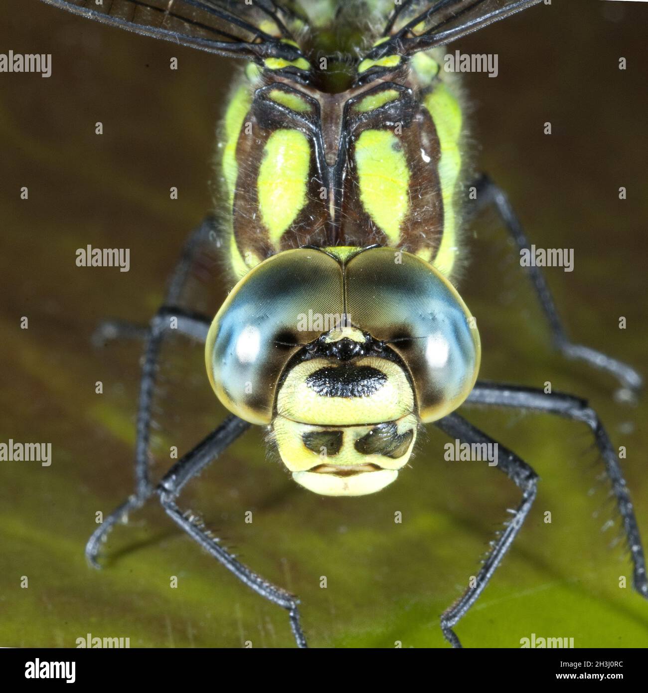 Compound eyes, mosaic dragonfly Stock Photo - Alamy