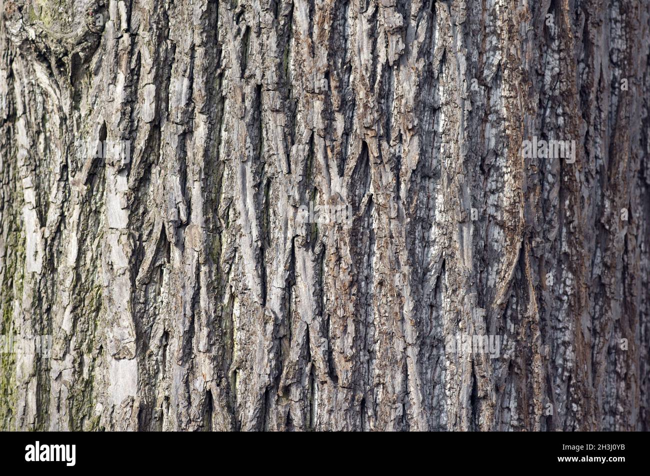 Medicinal Tree Bark High Resolution Stock Photography and Images - Alamy