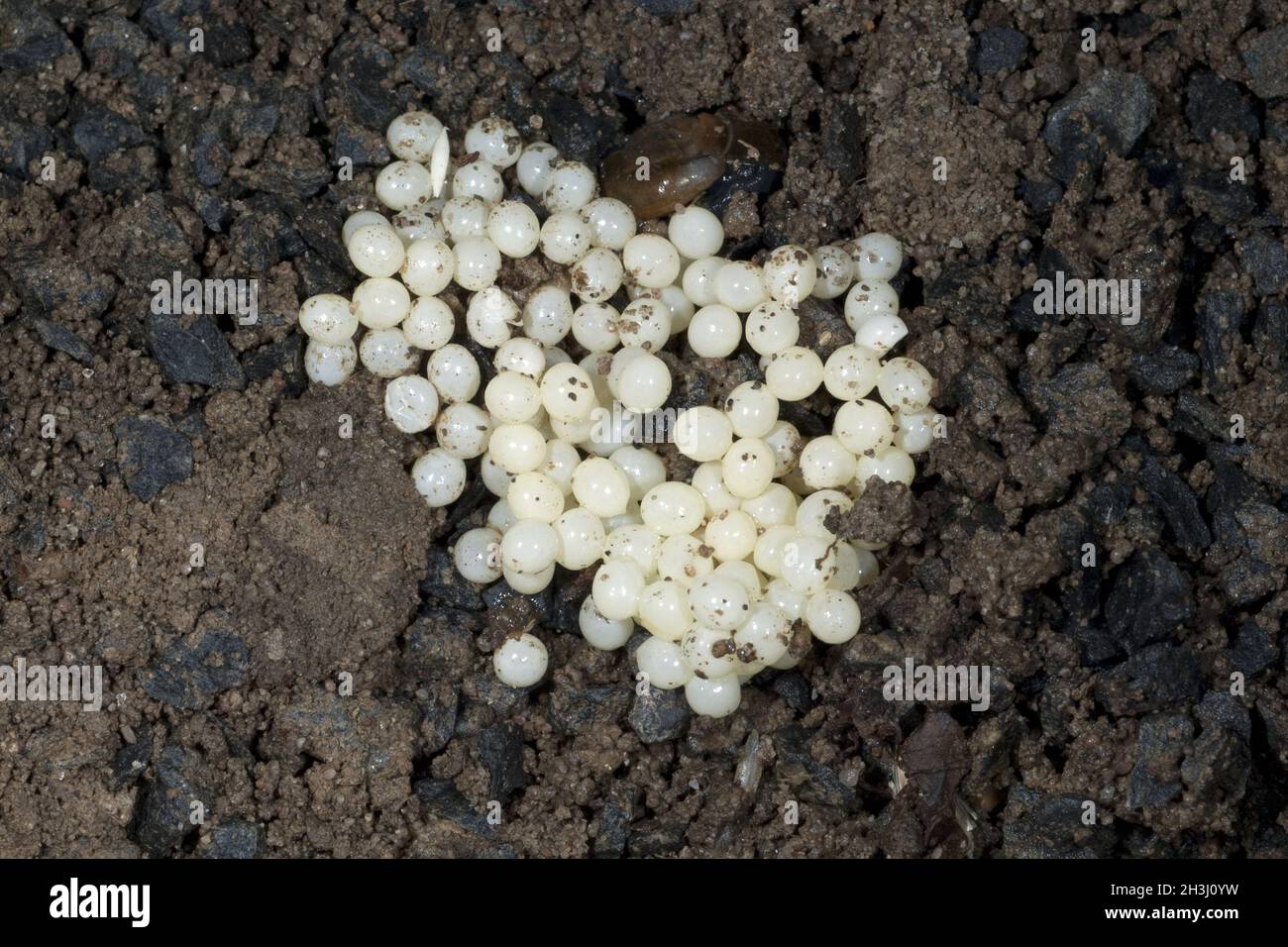 Snail Eggs High Resolution Stock Photography and Images - Alamy