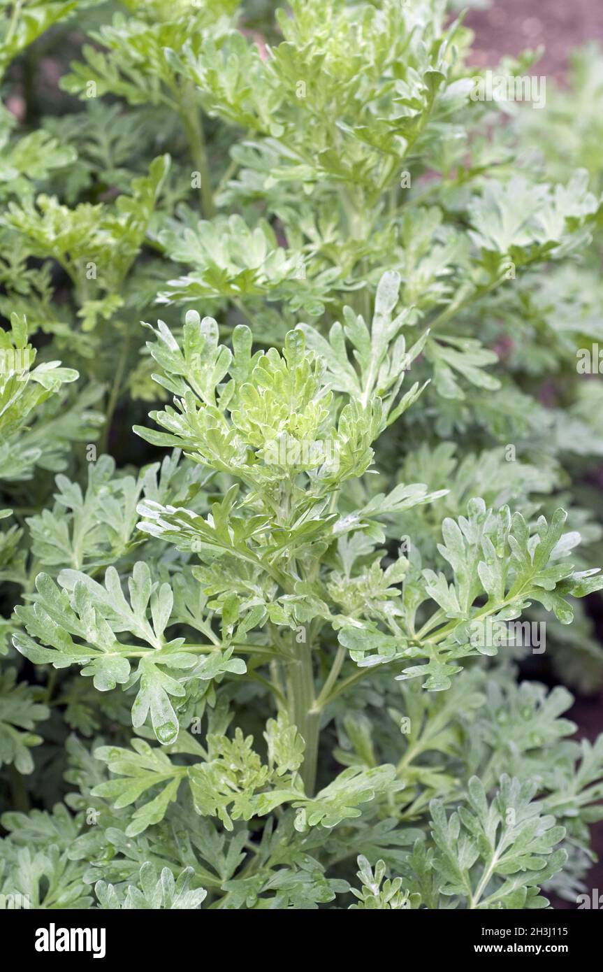 Wormwood; Artemisia absinthium Stock Photo - Alamy