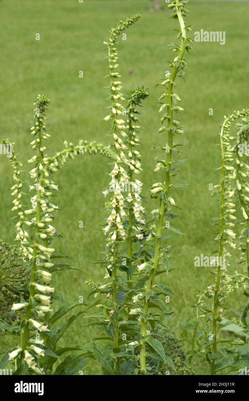 Yellow; foxglove; digitalis; lutea Stock Photo - Alamy
