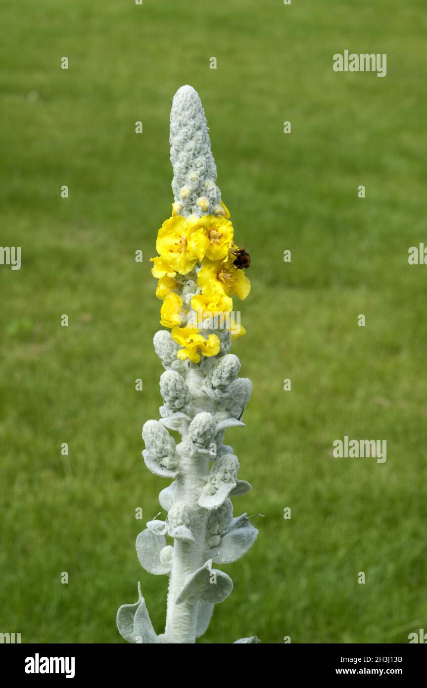 Silver king mace, king mace, Verbascum, bombyciferum Stock Photo - Alamy