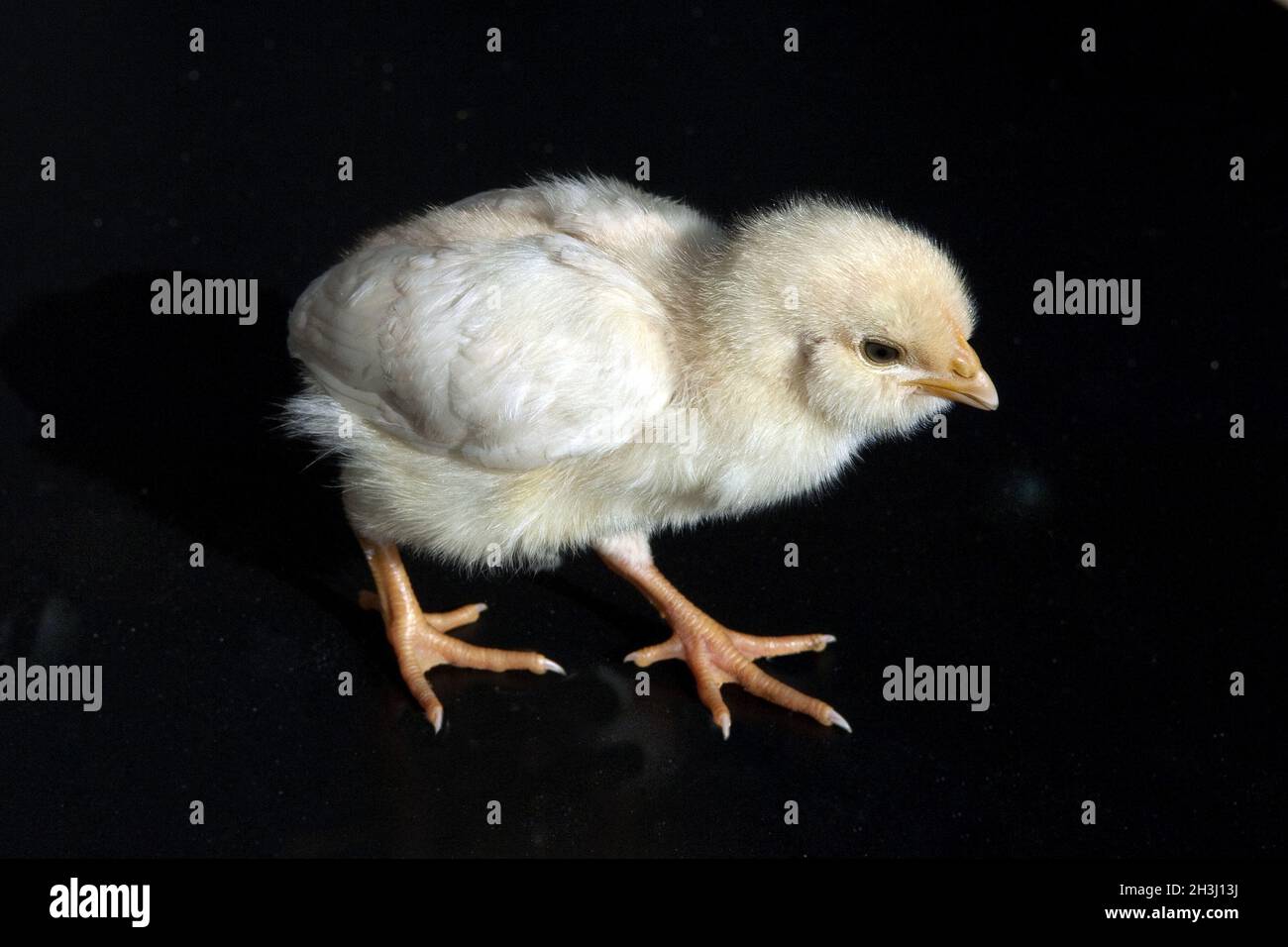 Chickens as pet hi-res stock photography and images - Alamy