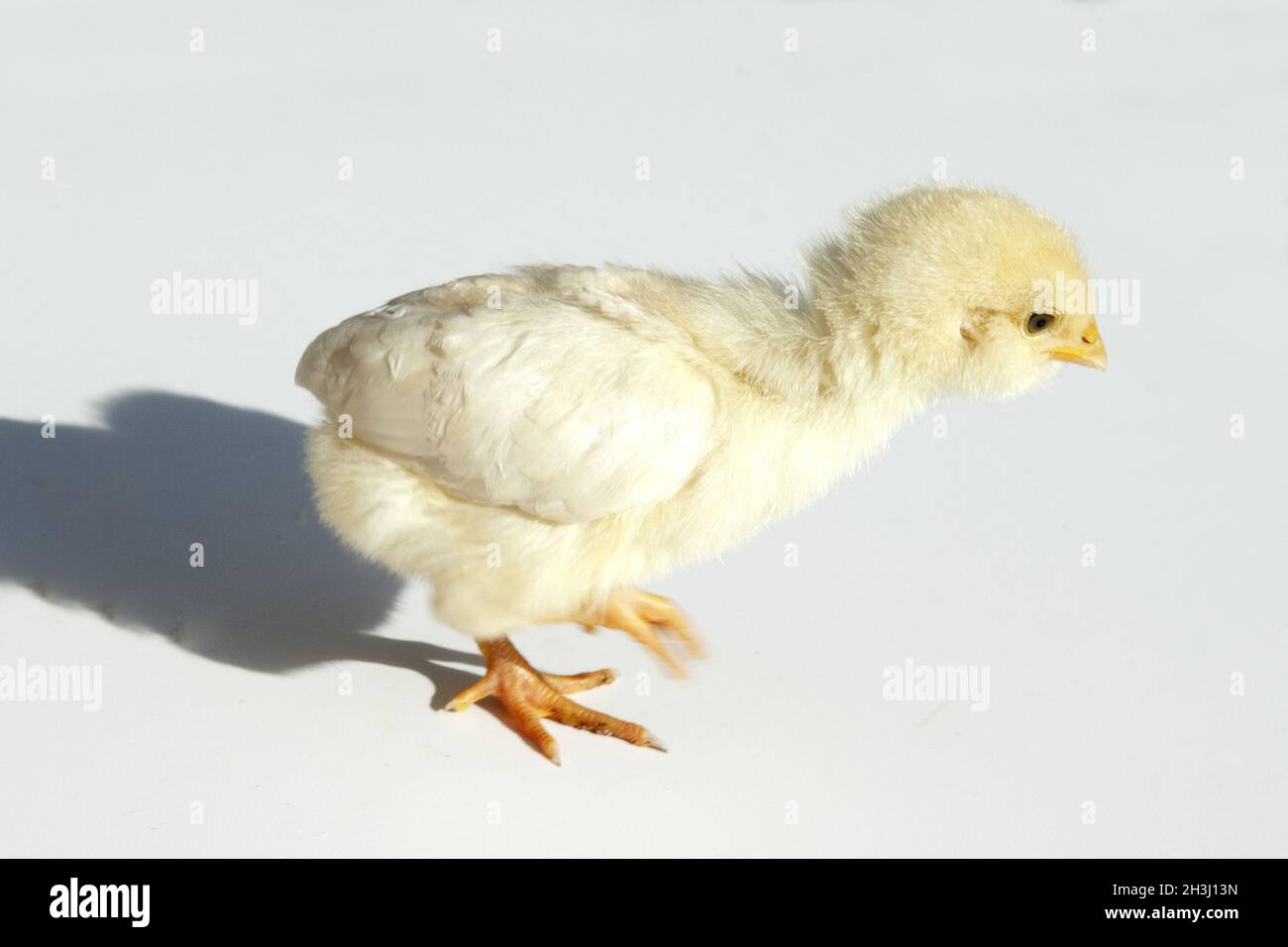 Eight chickens hi-res stock photography and images - Alamy